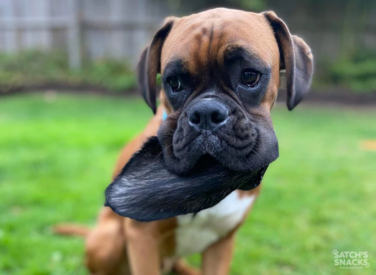 100% Natural Dog Treats - Satch's Snacks