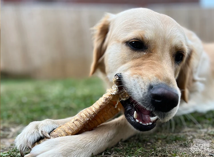 100% Natural Dog Treats - Satch's Snacks