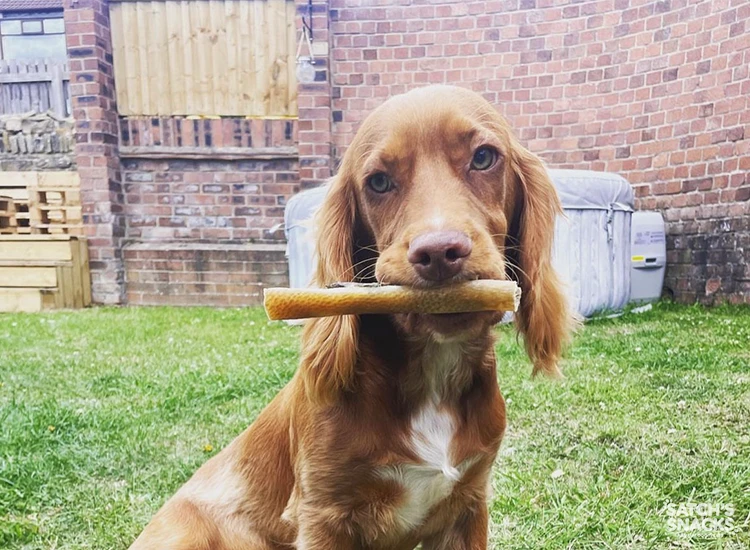 100% Natural Dog Treats - Satch's Snacks