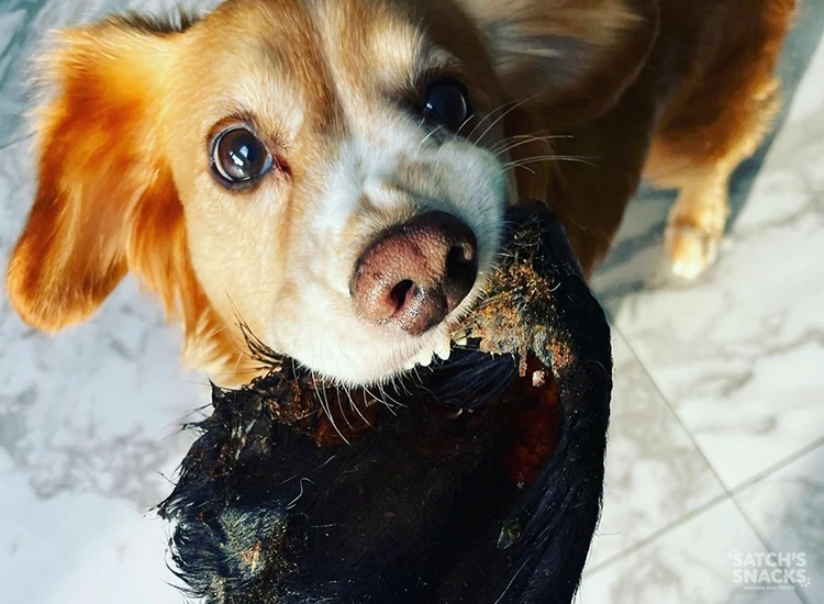 100% Natural Dog Treats - Satch's Snacks