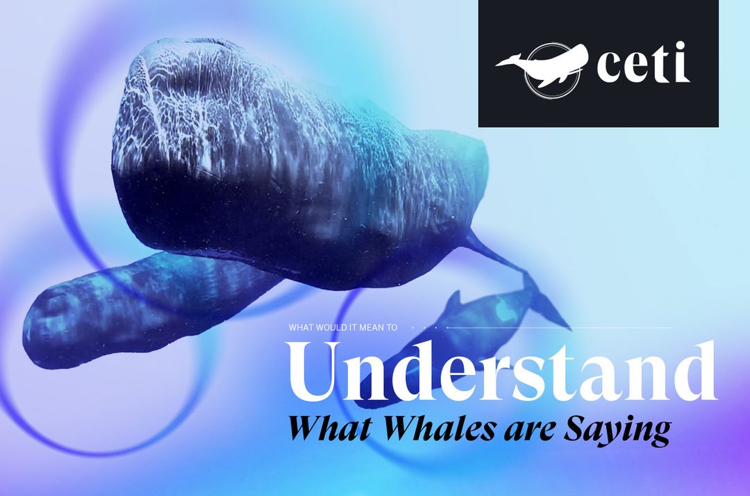 Project CETI •-- News, Research & Insights