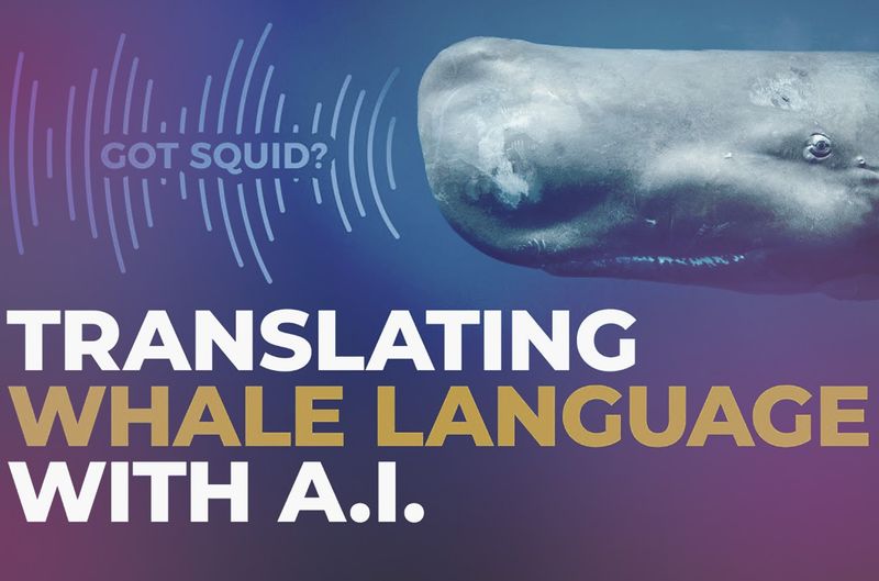 Project CETI •-- News, Research & Insights