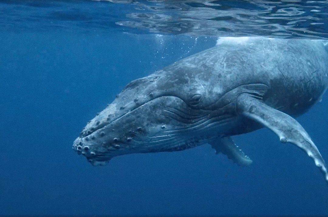 Project CETI •-- News, Research & Insights