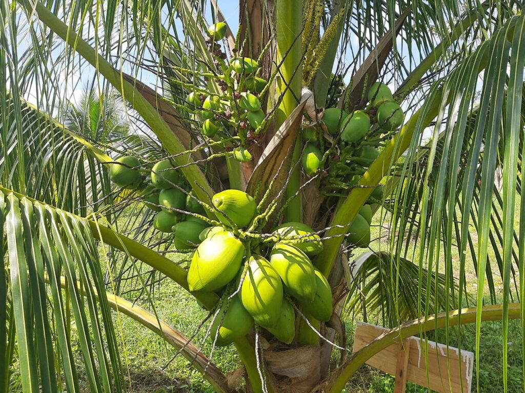 How Coconut Is Changing Lives In Colombia
