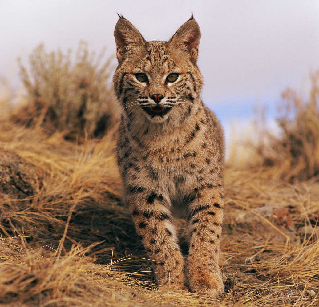 Texas Conservation Alliance: Protecting Texas Wildlife Now - Texas ...