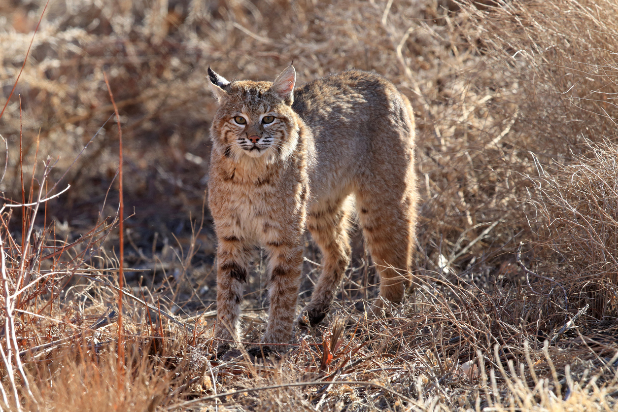 Bobcat - Texas Native Cats