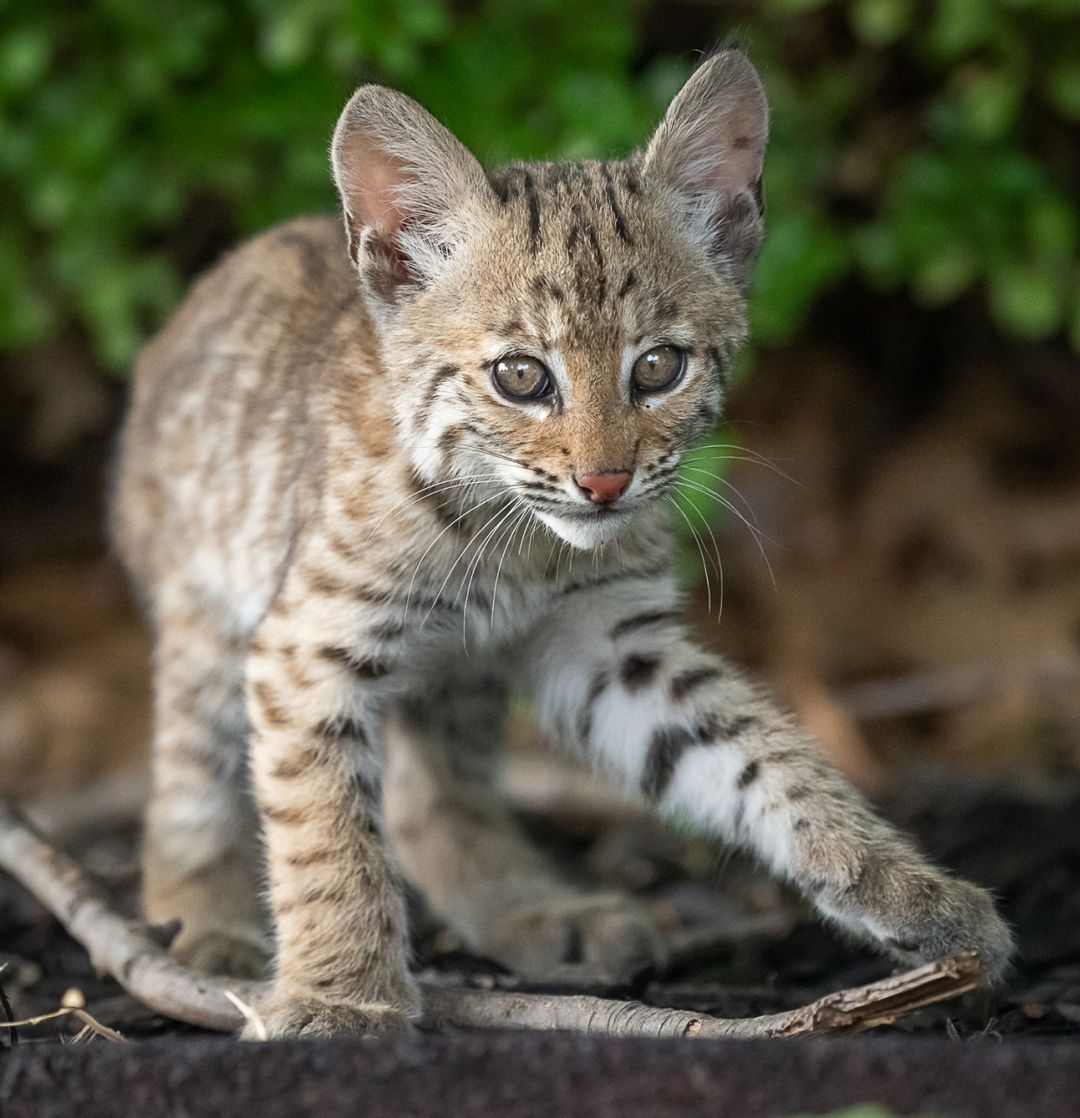 About - Texas Native Cats