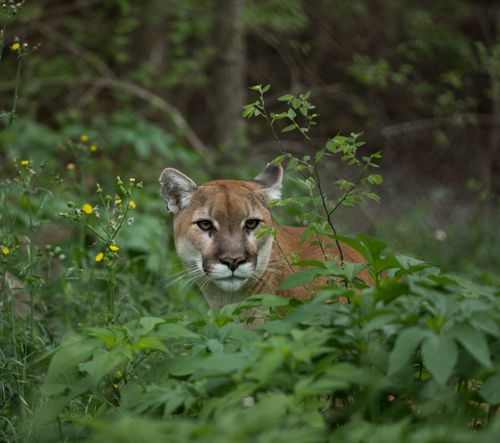 About - Texas Native Cats