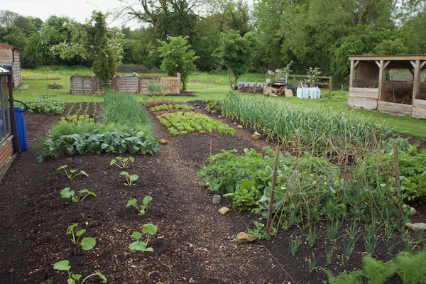 Mid May 22 many new plantings, make lots of compost, my trials of ...
