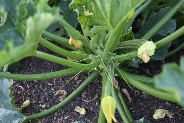 July 2020 summer unfolds with more sowings, interplanting, weeds to hoe ...