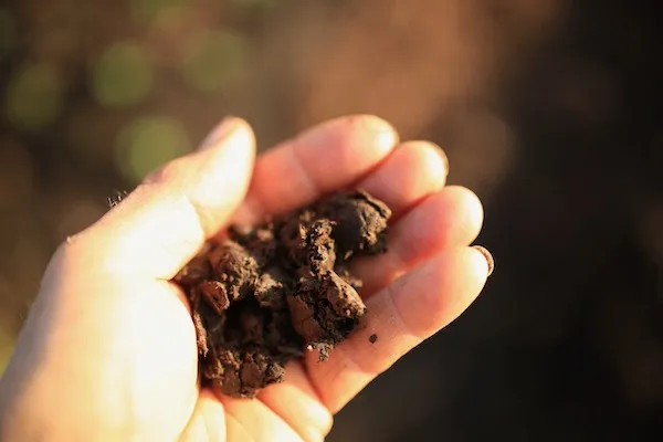 December 2020 Bumper Blog prep for winter, new no dig beds and old ...