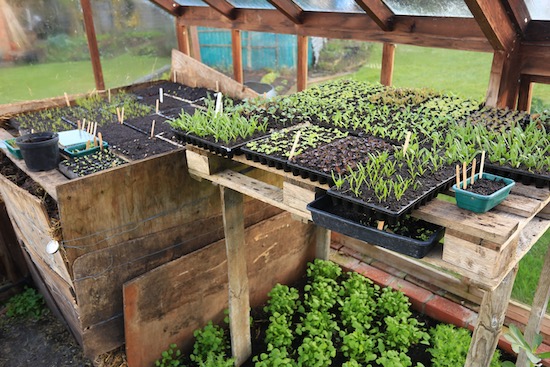 March 2021 update new seedlings and sowings, new land, no dig bed prep ...