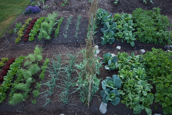 Mid May 22 many new plantings, make lots of compost, my trials of ...