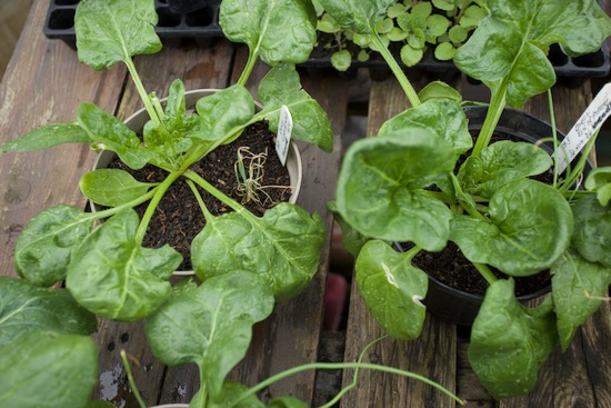 Mid May 22 many new plantings, make lots of compost, my trials of ...