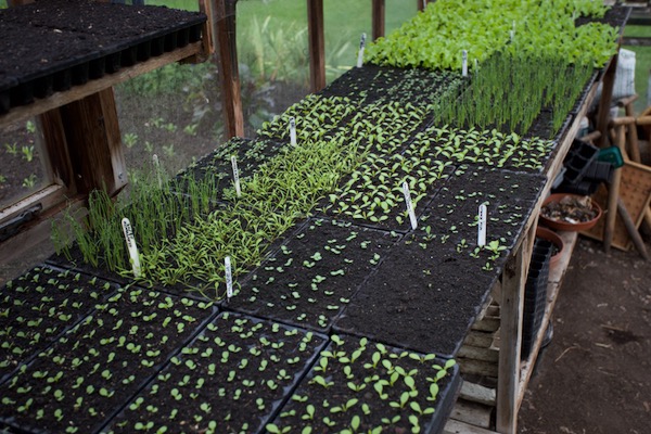 October 2022 harvests of many vegetables, replant more than resow, my ...