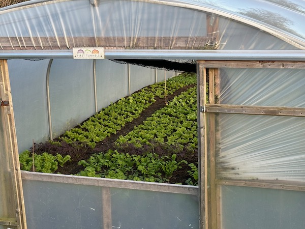 December 2022 no dig winter prep, compost and polytunnel, store veg ...