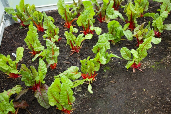 April, hoping for sunshine, many plantings