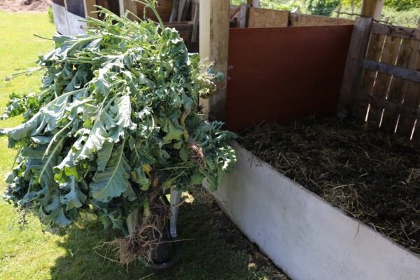 June 2018 new sowing & planting, rapid growth, compost making, no dig ...