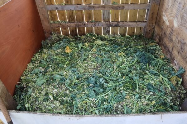 June 2018 new sowing & planting, rapid growth, compost making, no dig ...