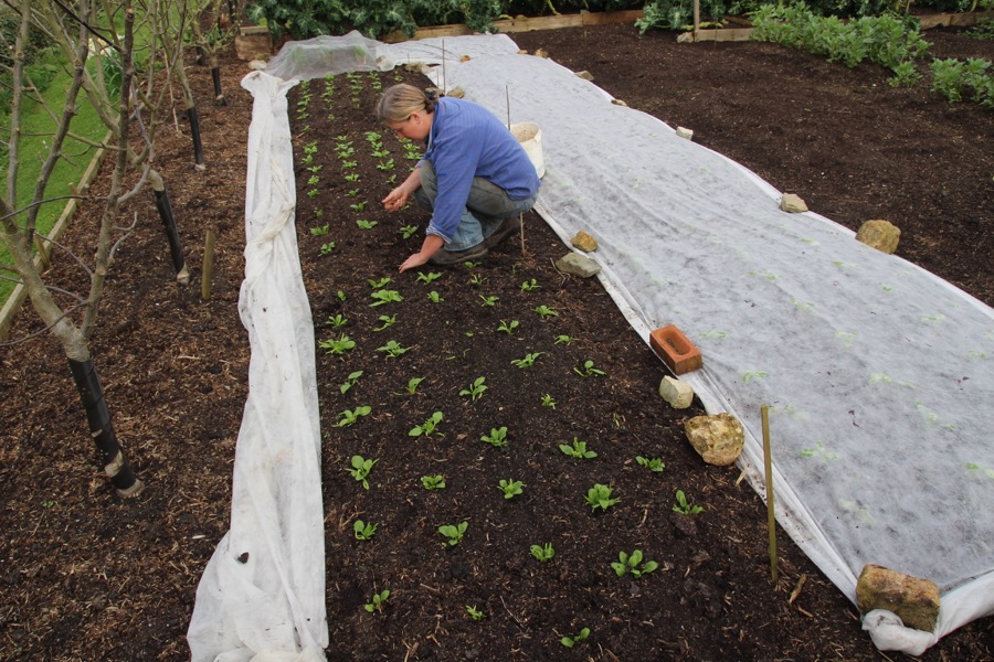 April 2017 slugs v. seedlings, trials, pea shoots, salad leaves, veg ...