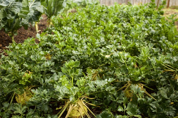 Deep autumn, November harvests composting and no dig prep