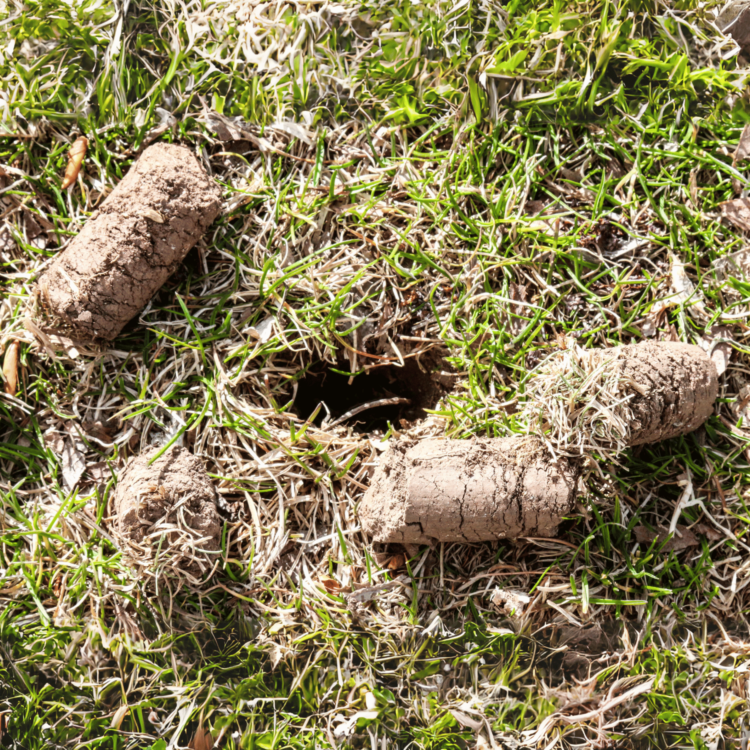 Aeration, Power Raking, & Power Vacuuming