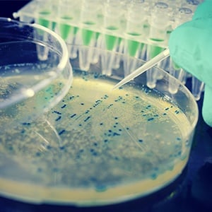 How Homogenizers Efficiently Lyse E. coli Cells
