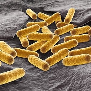 A Complete Guide to E. coli Homogenization