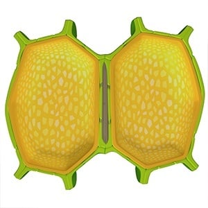 A Look at Different Types of Cell Walls