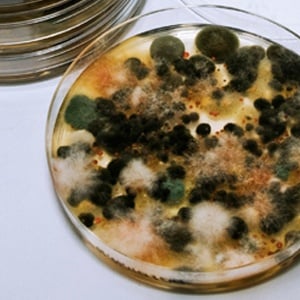 Identifying Different Types of Contaminants in Life Science Labs