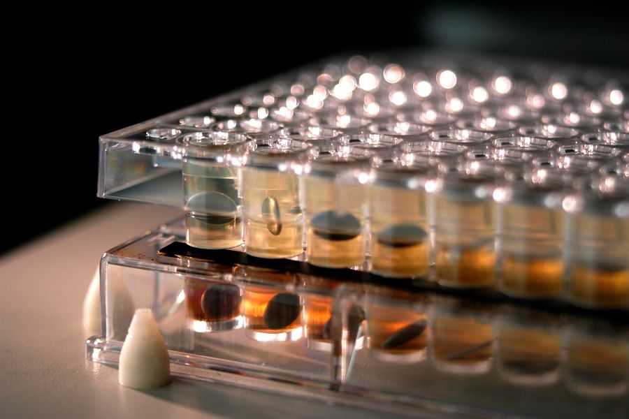 What is Parallel Artificial Membrane Permeability Assay (PAMPA)