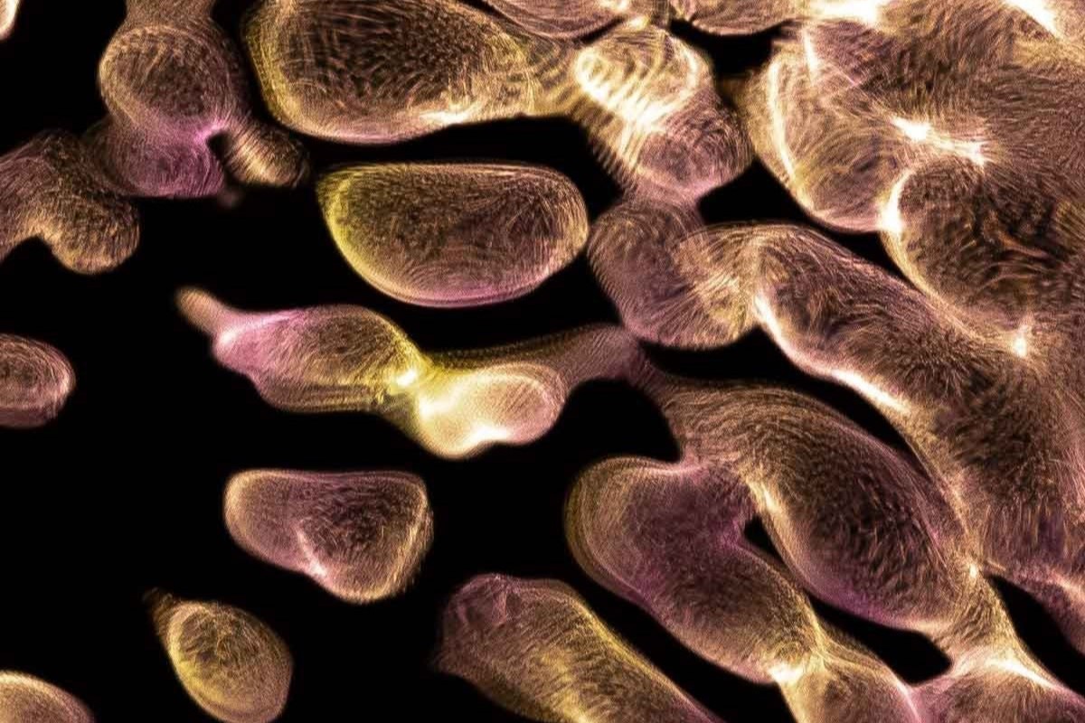 Pion MacroFLUX drug permeability testing