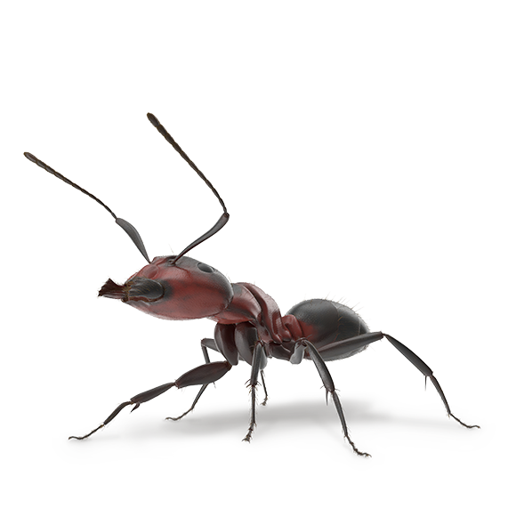 The Key To Getting Rid Of An Ant Infestation In Your Summerlin Home