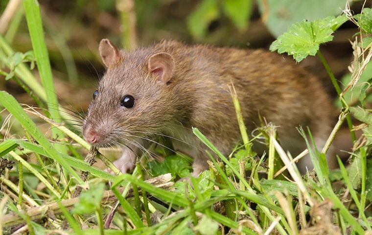 Rat Control 101: A Complete Guide For Las Vegas Property Owners