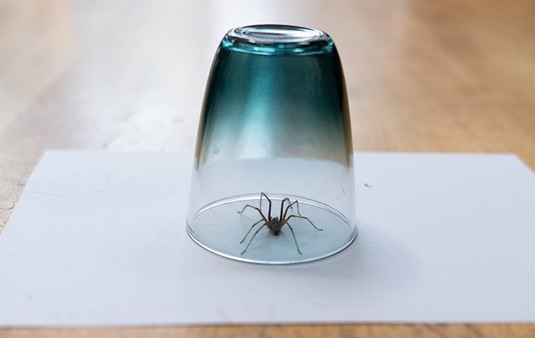 A Handy Spider Prevention Guide For Las Vegas Homeowners