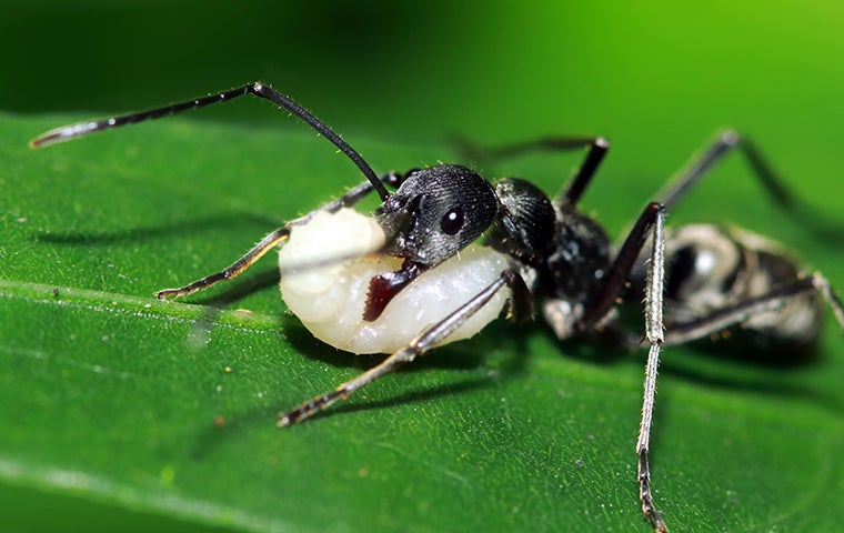 Ant Control 101: A Complete Guide For Las Vegas Homeowners