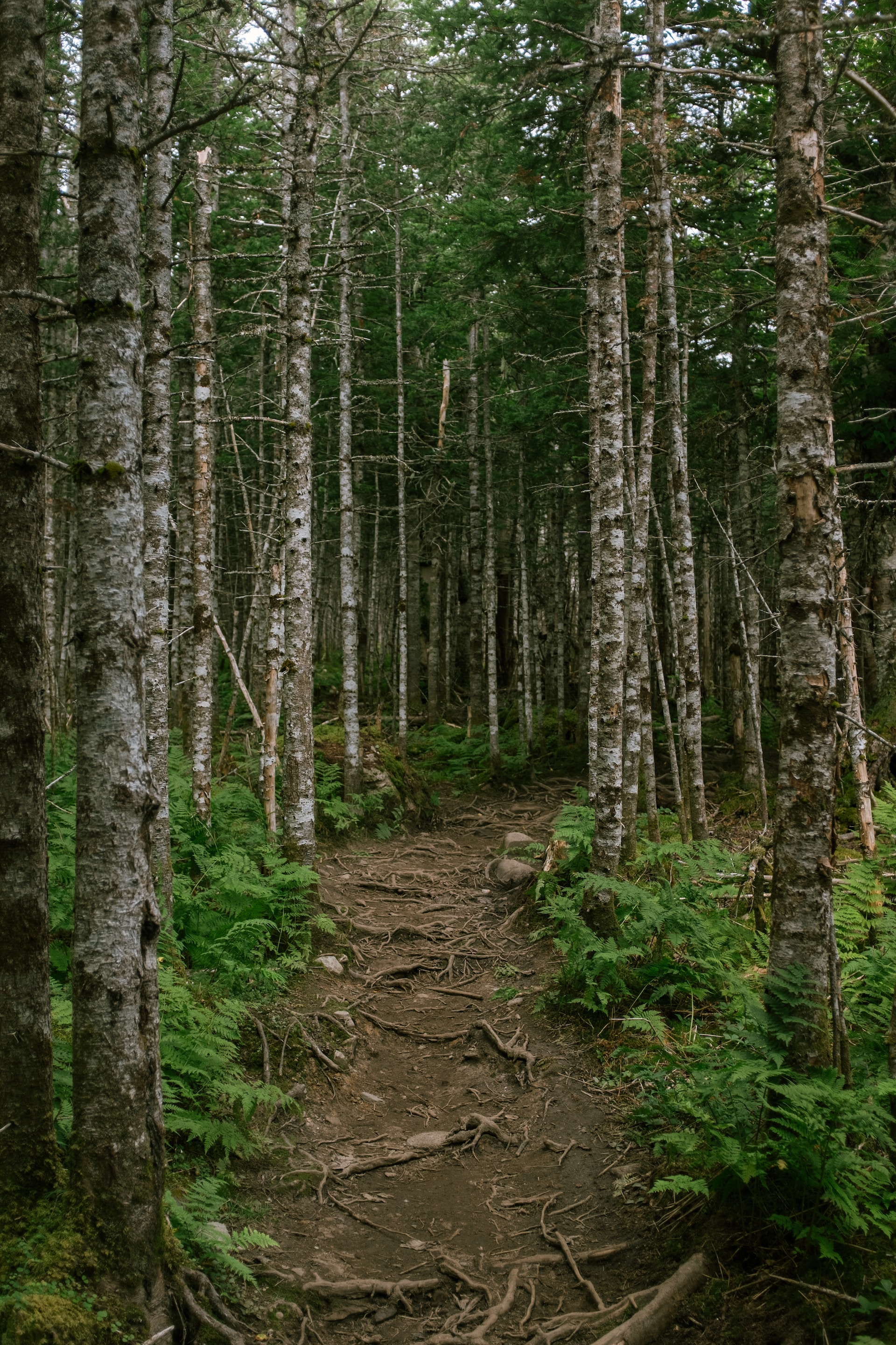 Sokoman Minerals (SIC) - Moosehead Drilling & Gold, Kraken Li Drilling in Q2 - Article | Crux ...