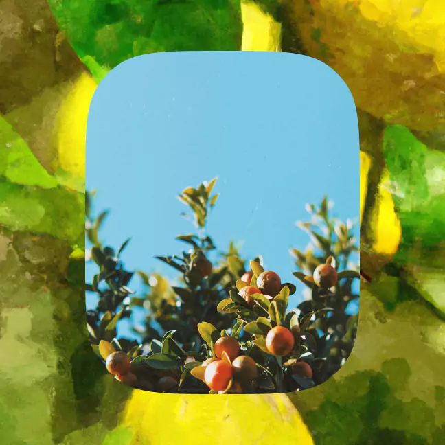 Fruitful – Finances Figured Out for You, Get on Track in 30 Days