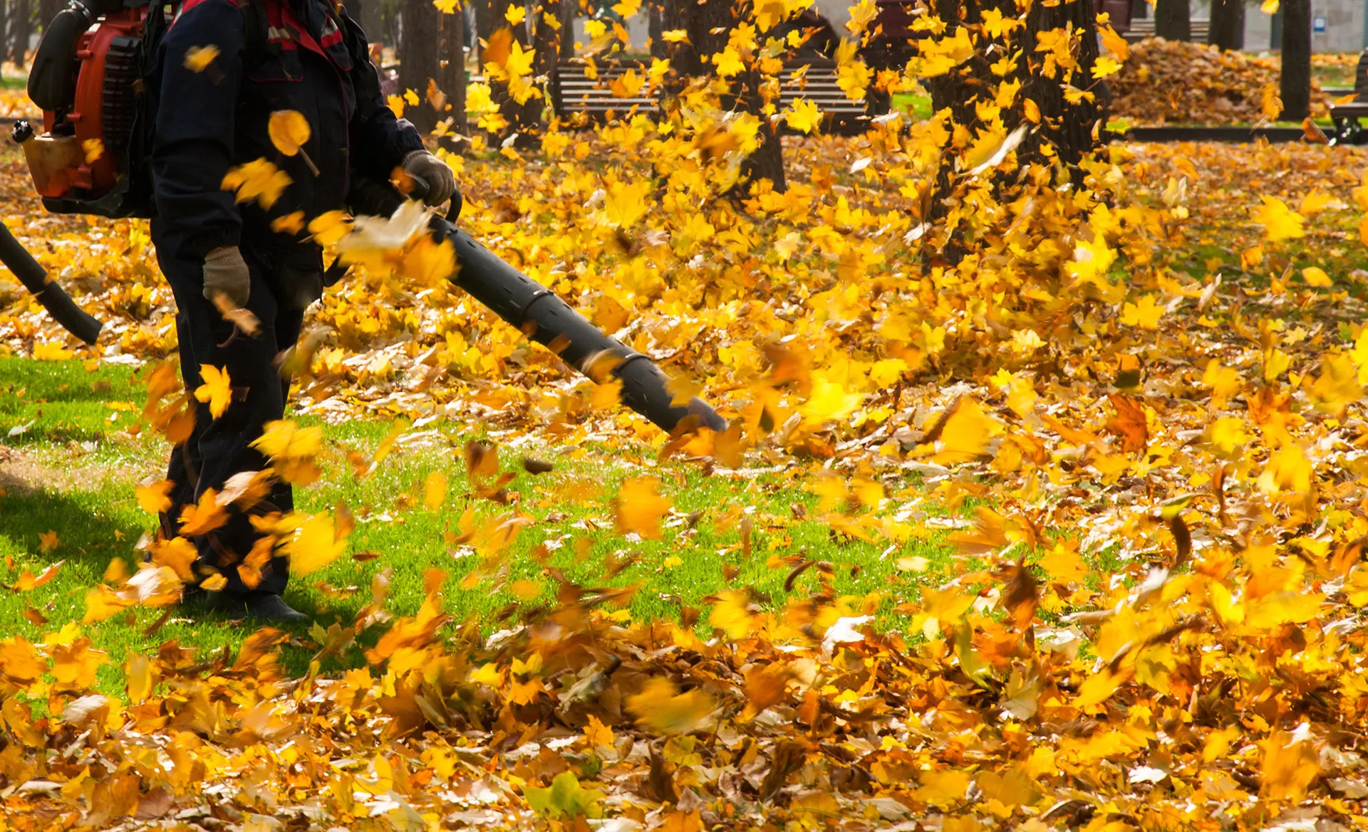 Fall Clean Up Williamstown NJ | Forrest Tree Surgeon