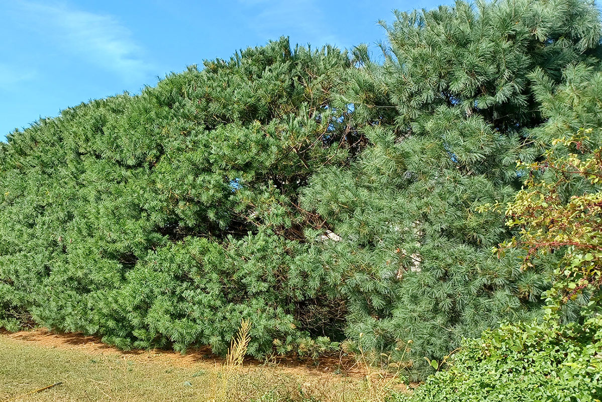 Residential & Commercial Tree Services Williamstown NJ | Forrest Tree ...