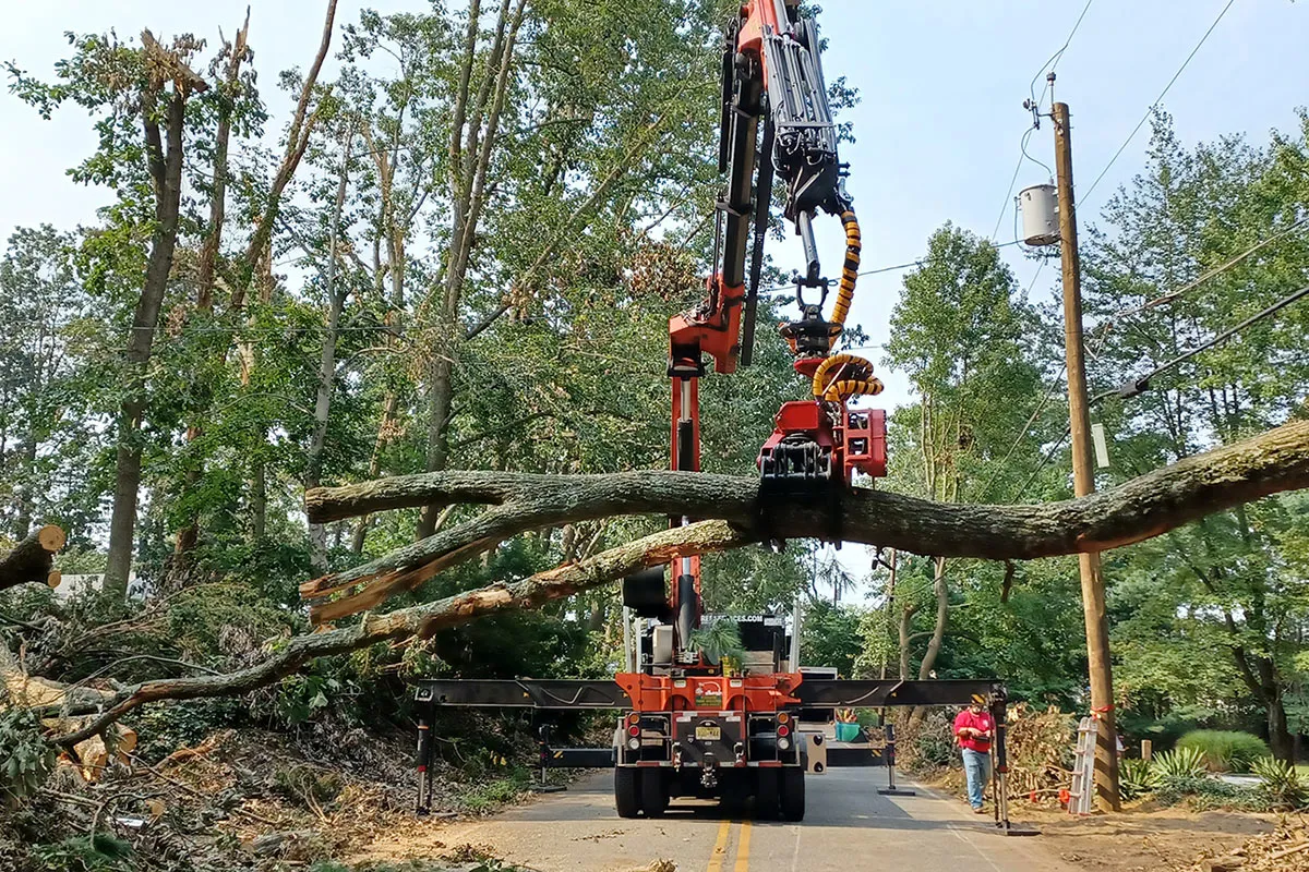 Tree Service Company Williamstown NJ | Forrest Tree Surgeon