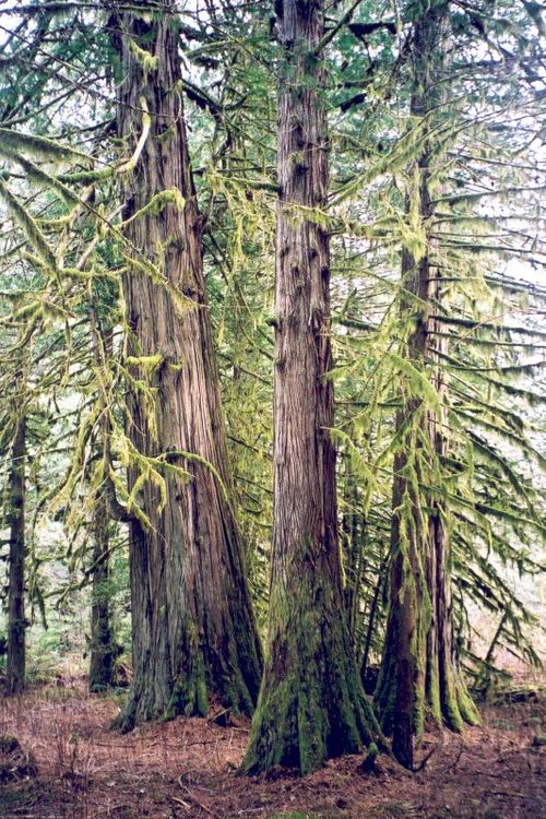 High Quality Cedar Building Materials | Prairie Cedar