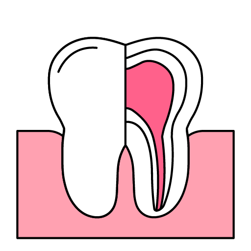 Tooth Pulp | Structure, Function, and Health