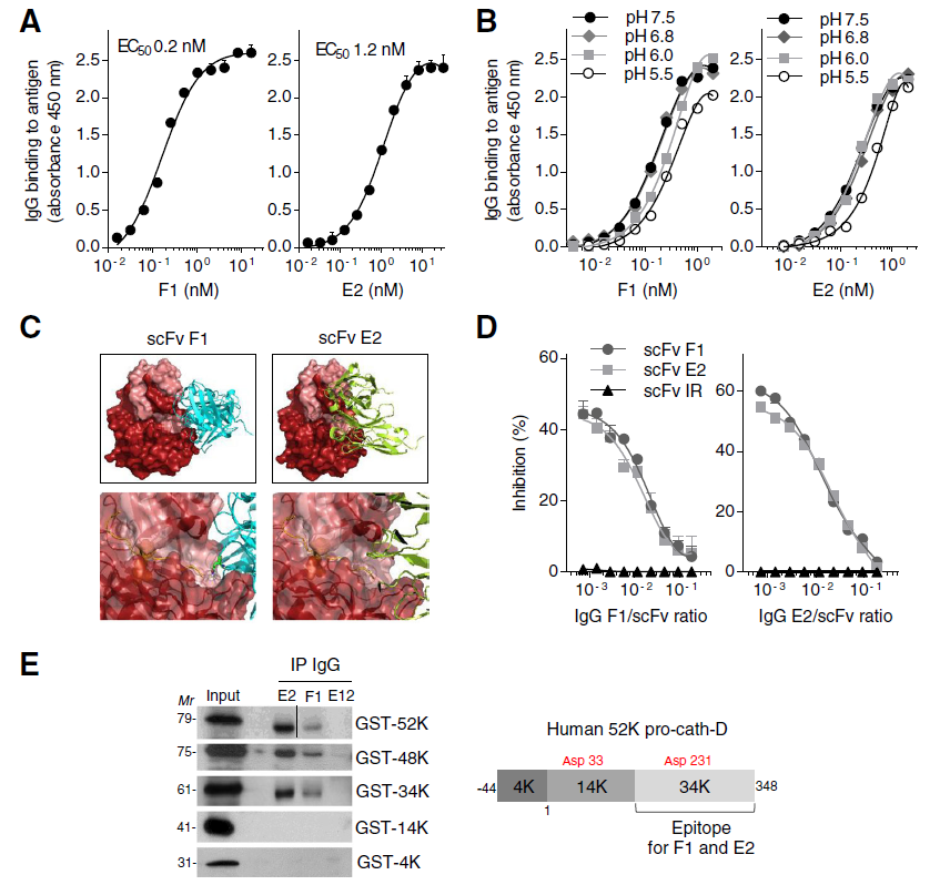 Immunotherapy of triple-negative breast cancer with cathepsin D ...