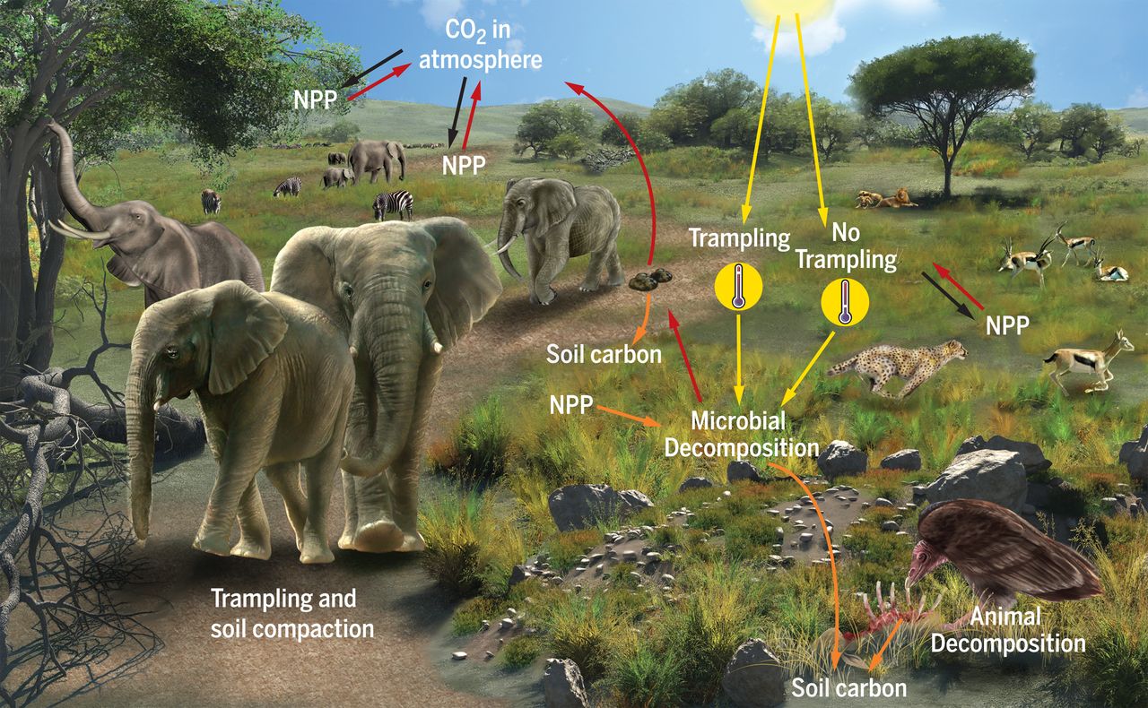 Rewild Capital | Rewilding: A step towards restoring African wildlife ...