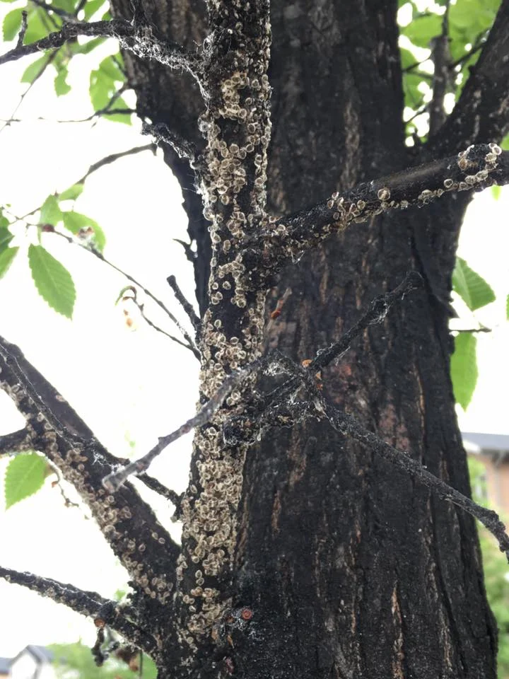 Understanding Elm Scale Symptoms: Identifying and Treating the ...