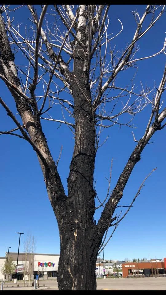 Understanding Elm Scale Symptoms: Identifying and Treating the ...