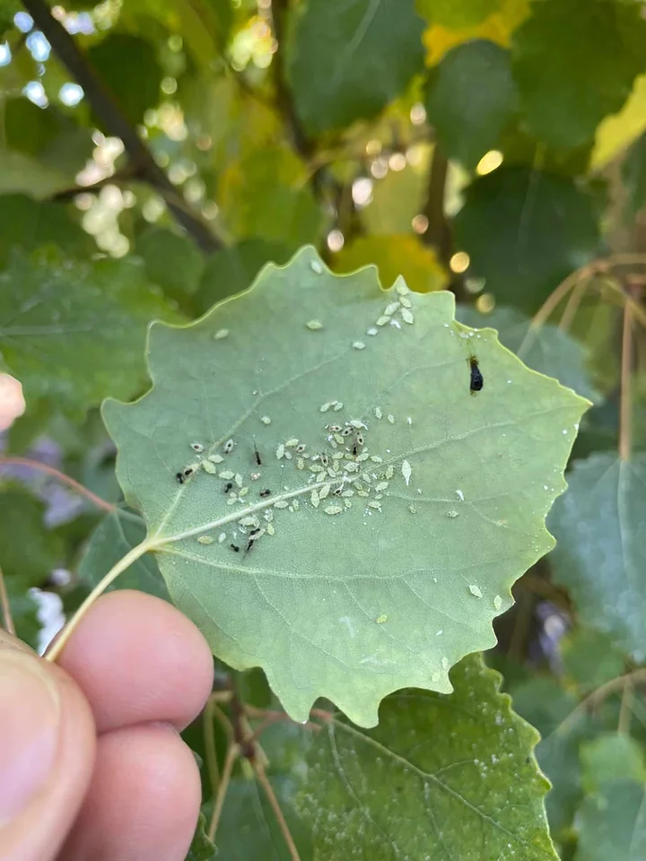 Guide to Aphid Control Methods: Keep Your Plants Safe and Healthy ...