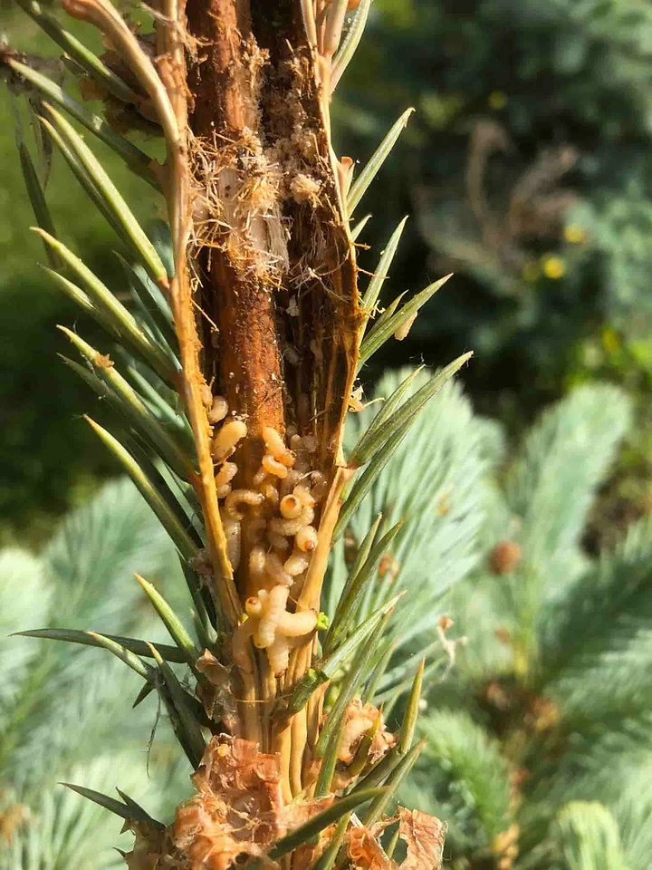 Everything You Need to Know About the Spruce Weevil in Calgary ...