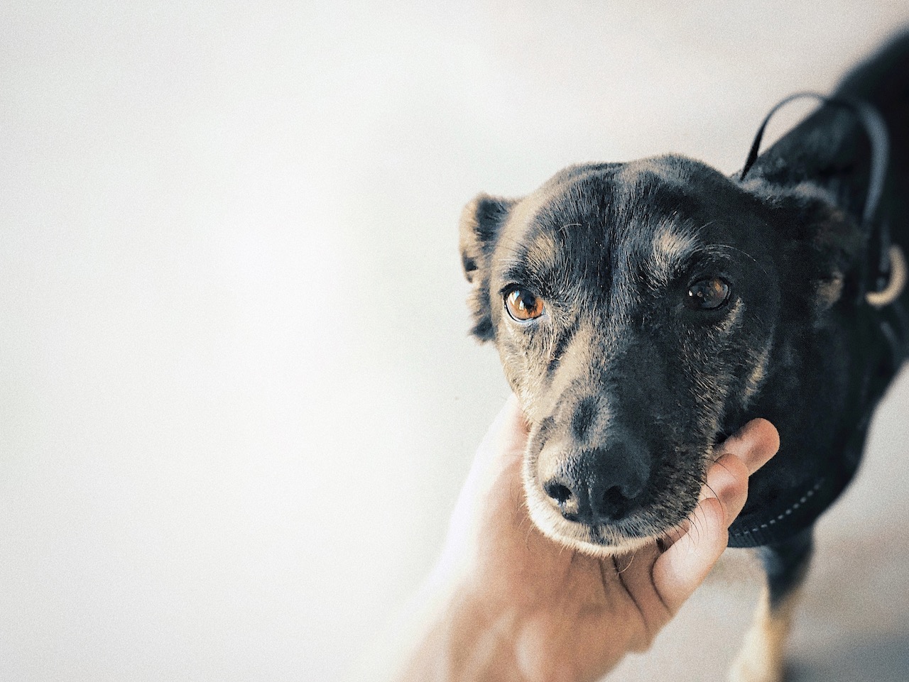 How to Solve Our Dog Overpopulation Crisis and Resulting Euthanasia ...